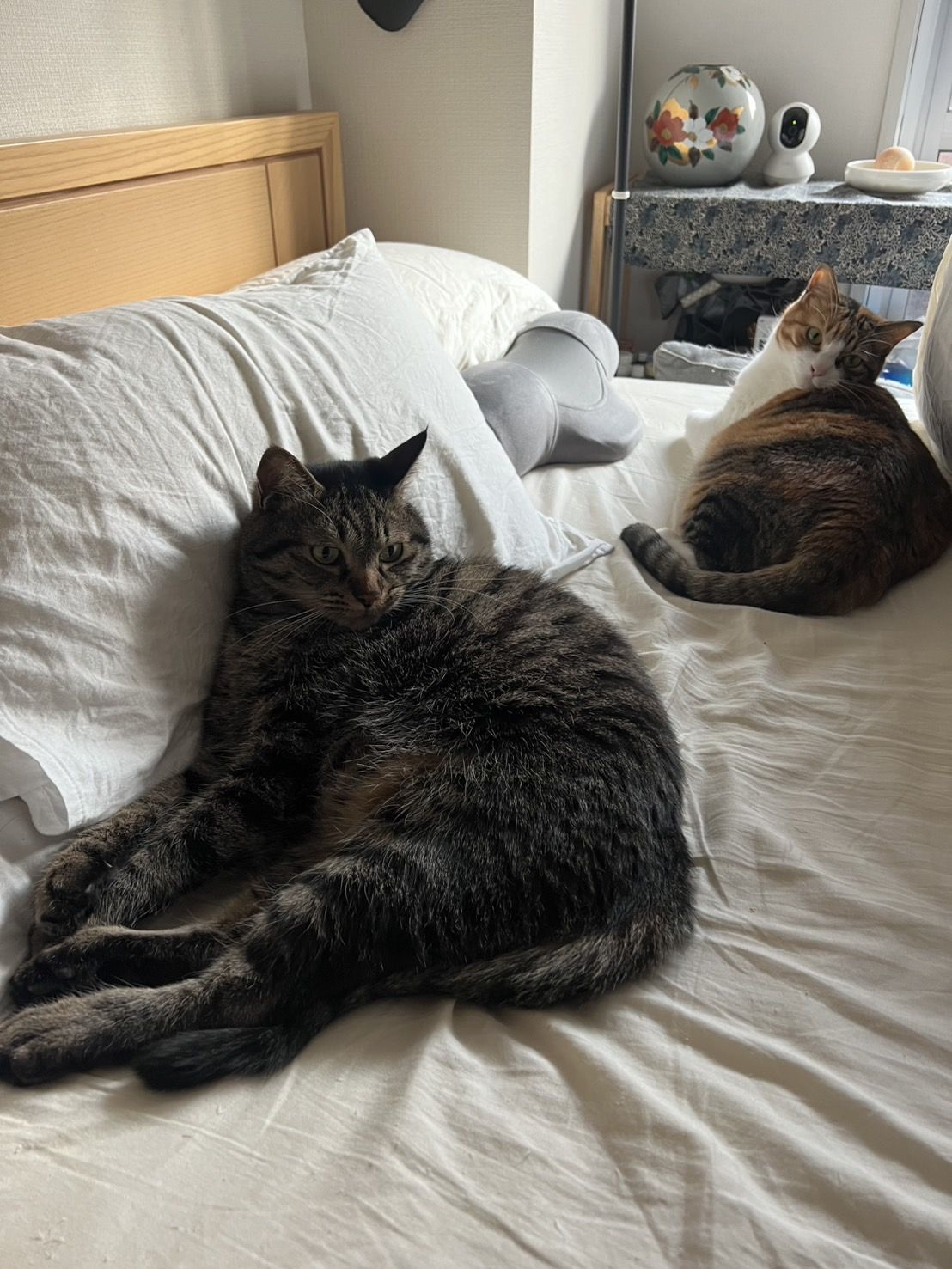 Your cozy home with 2 fat cats in central Tokyo